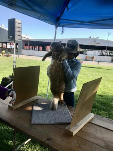 Fremont County Fair Cat Show Grand Champion Named | News | wyotoday.com