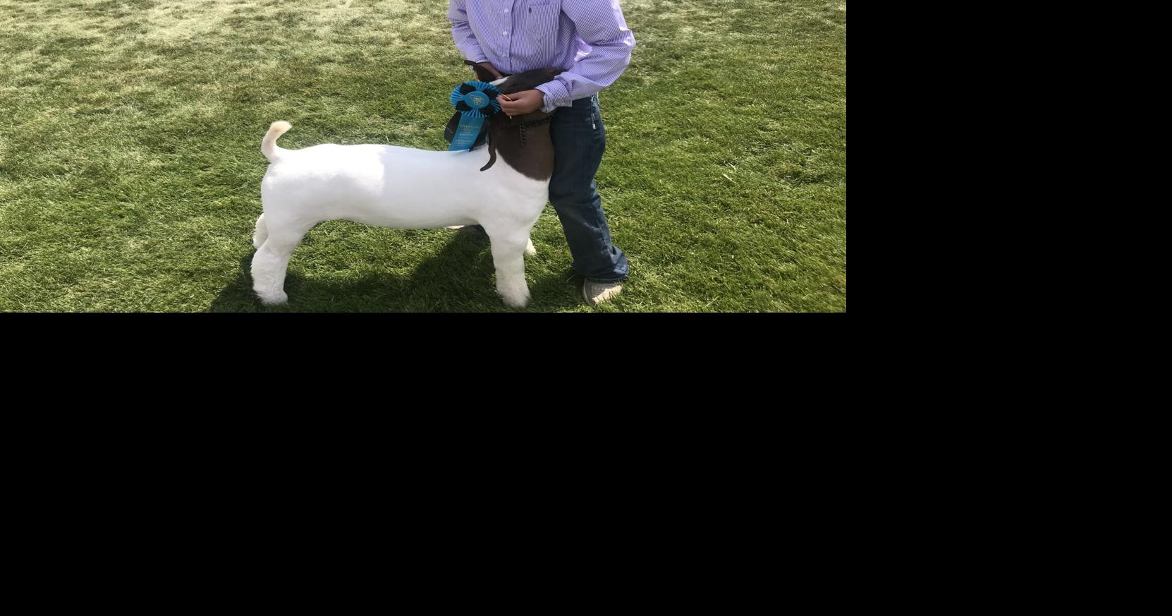 Goat Champion Crowned at County Fair; Exhibit Halls open; Dairy Cattle ...