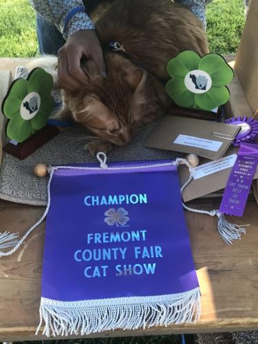 Fremont County Fair Cat Show Grand Champion Named | News | wyotoday.com