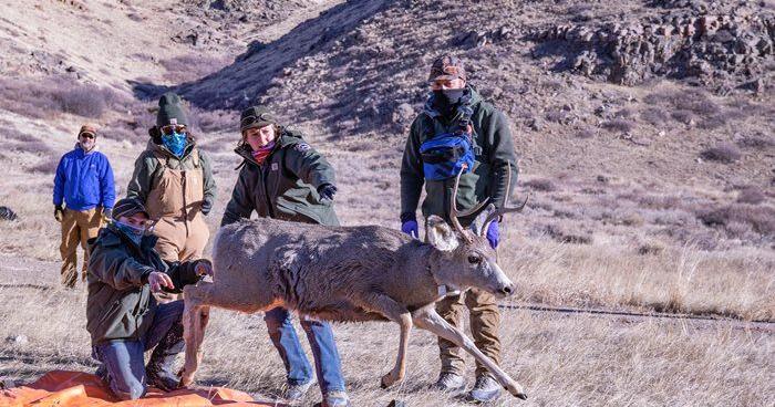 WGFD: Mule Deer Monitoring Project to provide valuable information ...