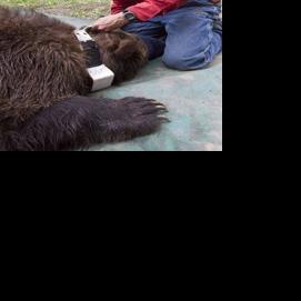 Biologists set to begin grizzly bear captures for research in ...