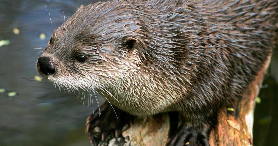 WGFD to now regulate otters | Local News | wyotoday.com
