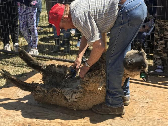 Photo Gallery: Sheep Shearing at Lander Pioneer Museum | Community News ...
