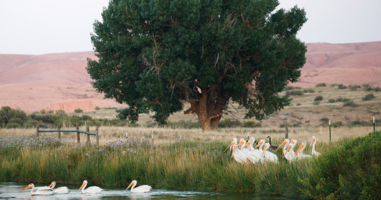 Wyoming, BLM Reach Settlement on Marton Ranch Acquisition | State news ...