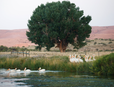 Wyoming, BLM Reach Settlement on Marton Ranch Acquisition | State news ...