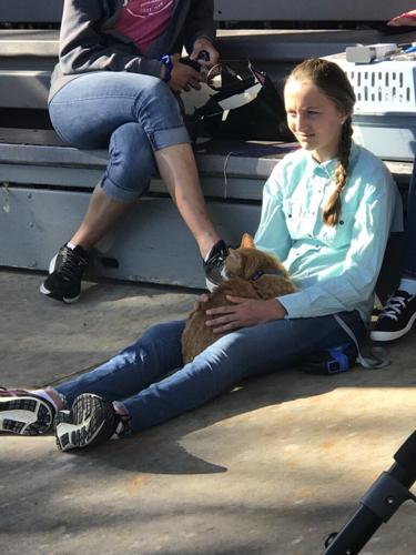 Fremont County Fair Cat Show Grand Champion Named | News | wyotoday.com