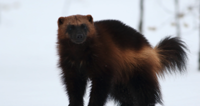 The elusive Wolverine, A biography | | wyotoday.com
