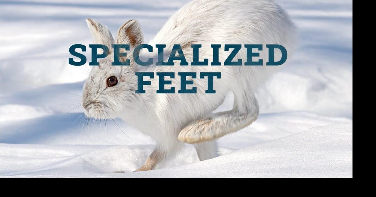 How do Animals Survive the Winter? WGFD said they have 3 Adaptations ...