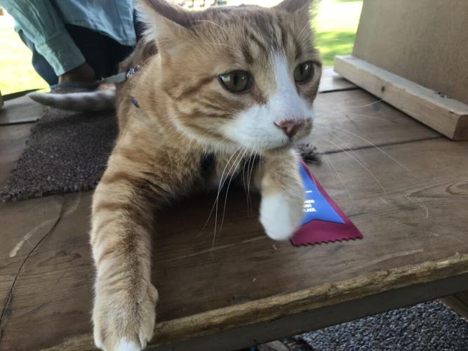 Fremont County Fair Cat Show Grand Champion Named | News | wyotoday.com