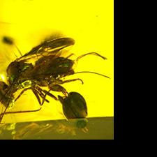 Ancient Wasp Species Named in Honor of UW Professor | | wyotoday.com