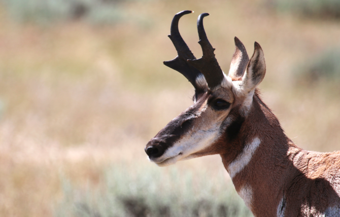 WGFD Announced Additional Cuts To Antelope Licenses | Local News ...