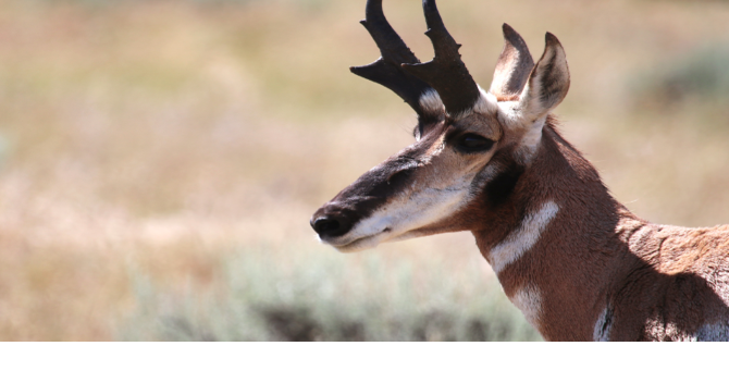 WGFD Announced Additional Cuts To Antelope Licenses | Local News ...