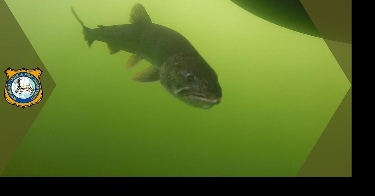 WGFD Urged Anglers to go After Lake Trout 27" and Smaller | Multimedia ...