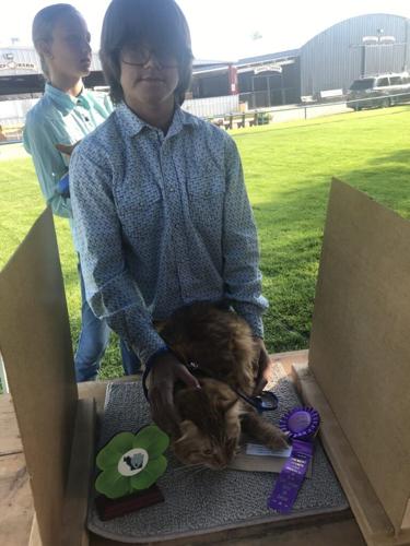 Fremont County Fair Cat Show Grand Champion Named | News | wyotoday.com