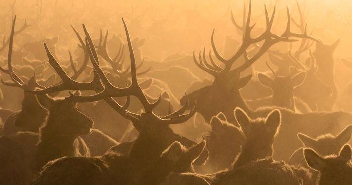 WGFD releases updated draft of Wyoming Elk Feedgrounds Management Plan ...