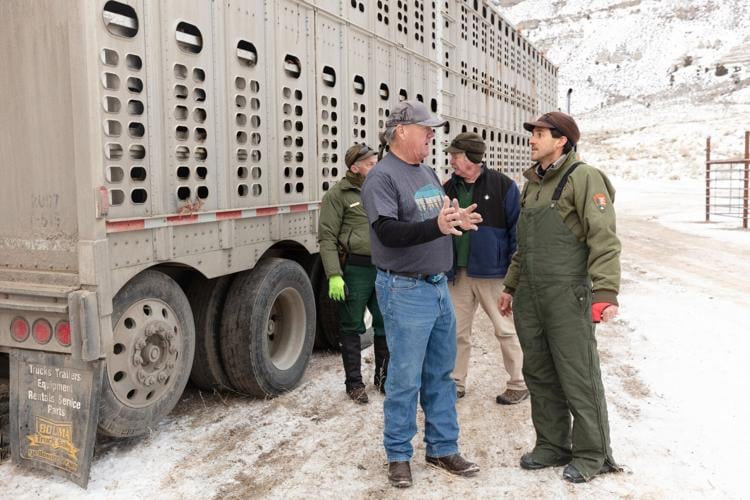 28 bison transferred from Yellowstone to Fort Peck Tribes | Local News ...