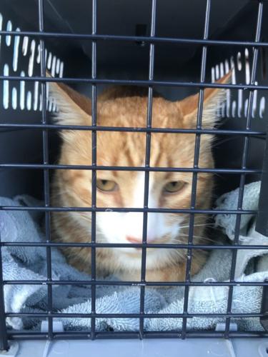 Fremont County Fair Cat Show Grand Champion Named | News | wyotoday.com