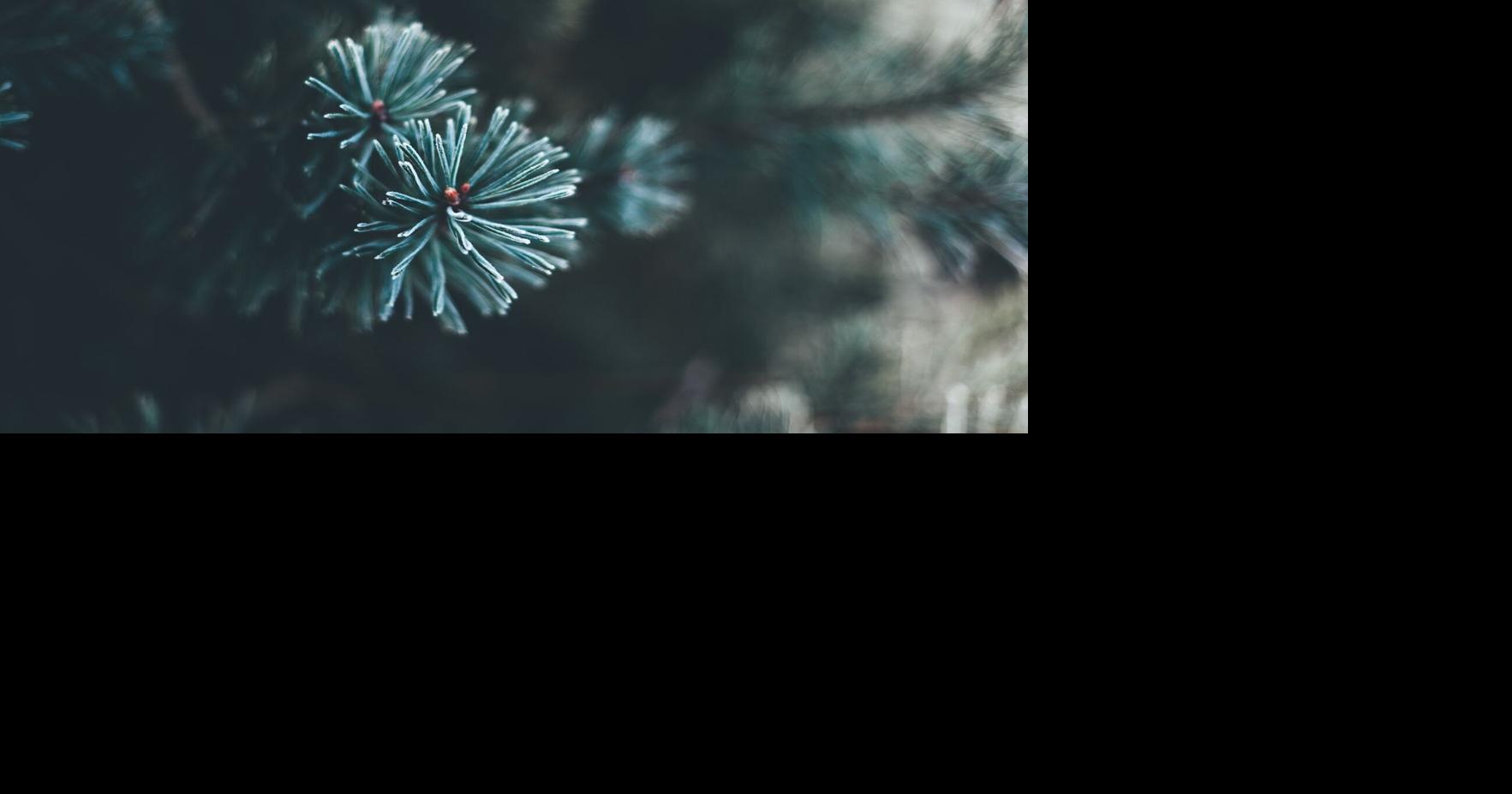 Christmas Tree Permits available from BLM | News | wyotoday.com