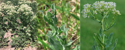 Wyoming Weed and Pest Introduces Biological Control Project in Fremont ...