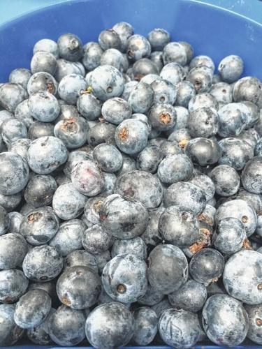 Hall Creek Farm blueberries now open | Local News | yadkinripple.com