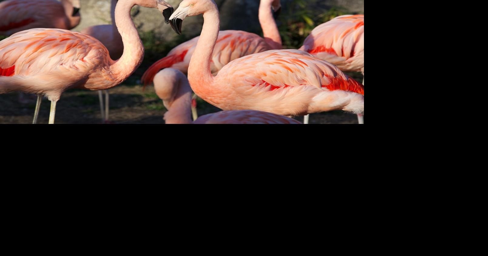 North Carolina Zoo to bid farewell to its flamingos | Zoology ...