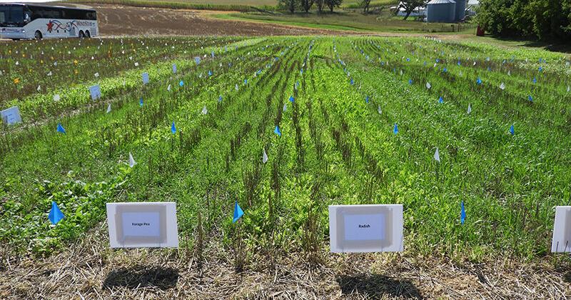 Consider Herbicide Residual Impact When Planting Cover Crops ...