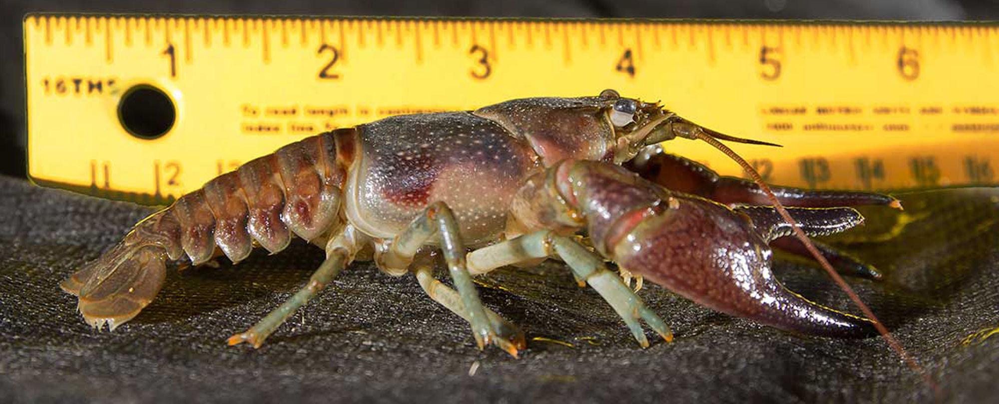 Rusty Crayfish Latest Invasive Species Found | Community | yankton.net