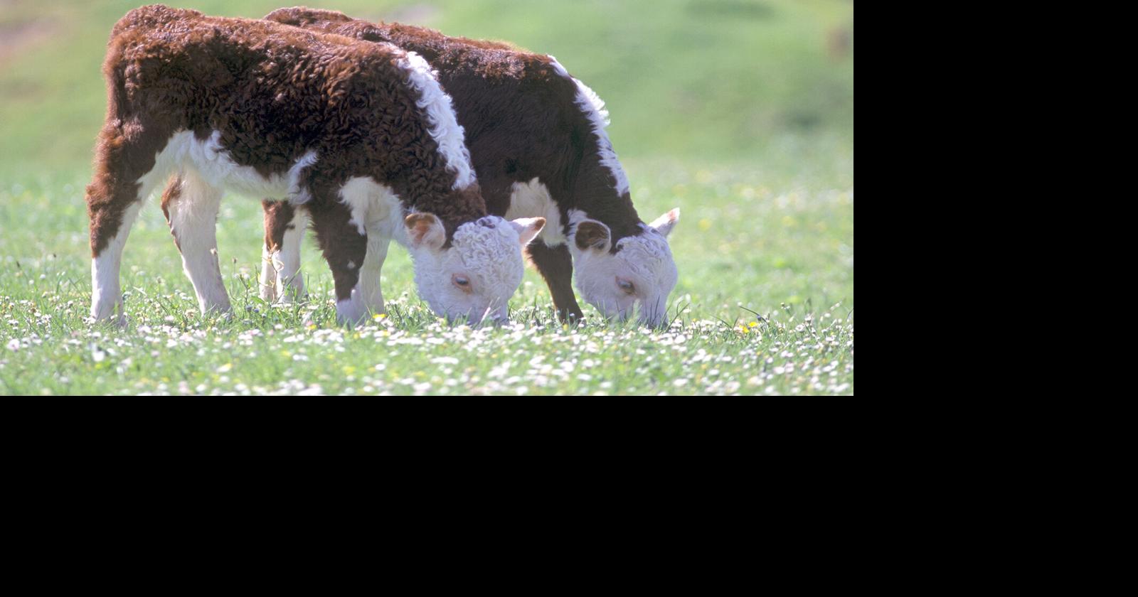 Calving Matters: Troubleshooting Twins | Community | yankton.net
