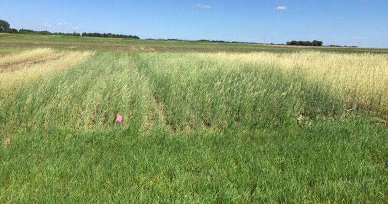 Study Finds Soybean Yields Resilient Following Late Rye Termination ...