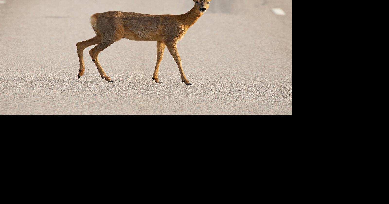 Car Vs. Deer Accidents Becoming Costly | Community | yankton.net