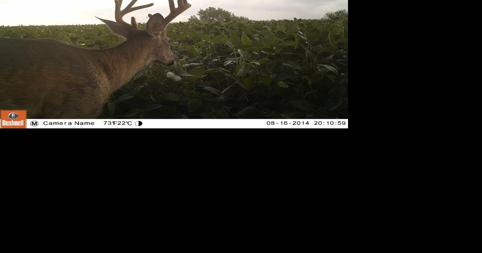 Of The Outdoors: Surviving In The Winter — Deer | Outdoors | yankton.net