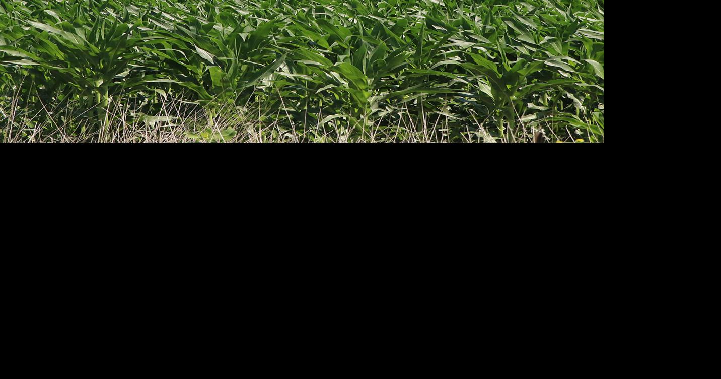 Crops Moving Far Ahead Of Last Year | Community | yankton.net