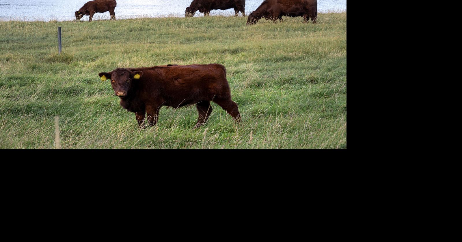 EPA Considers Tougher Regulation Of Livestock Farm Pollution ...