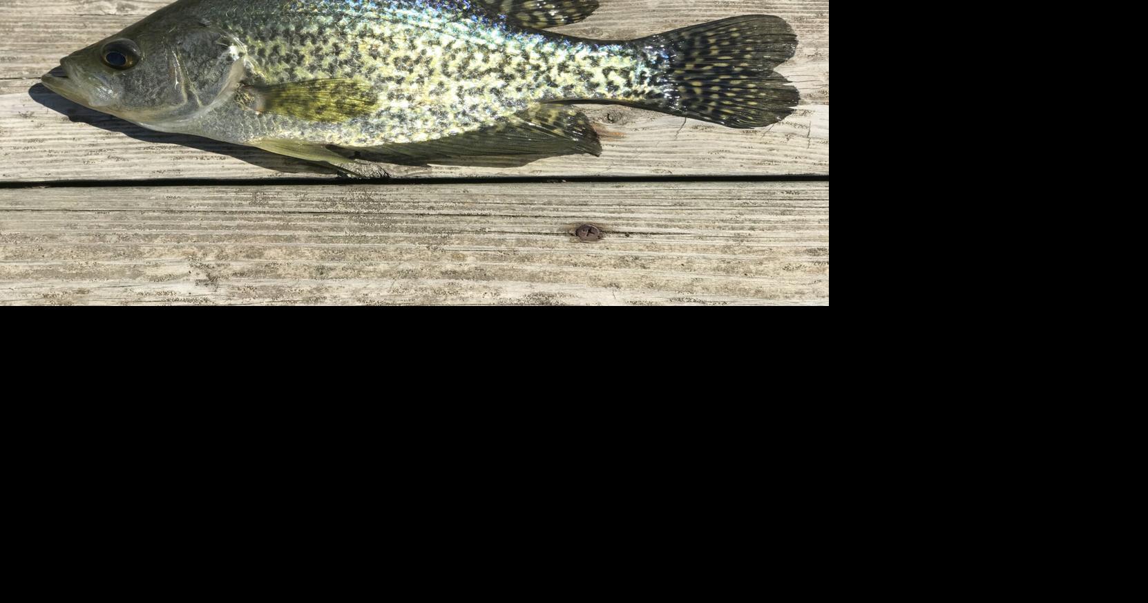 Of The Outdoors: Early Season Pond Fishing Worth The Trip | Outdoors ...