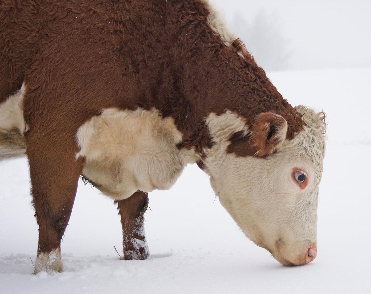 what do cows do in winter