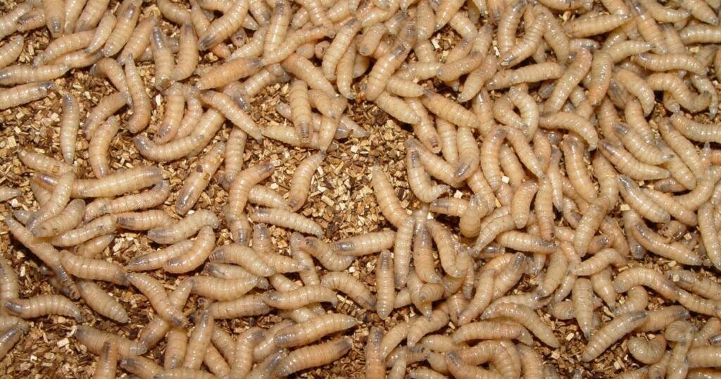 What You Need To Know About The Flesh-Eating New World Screwworm ...