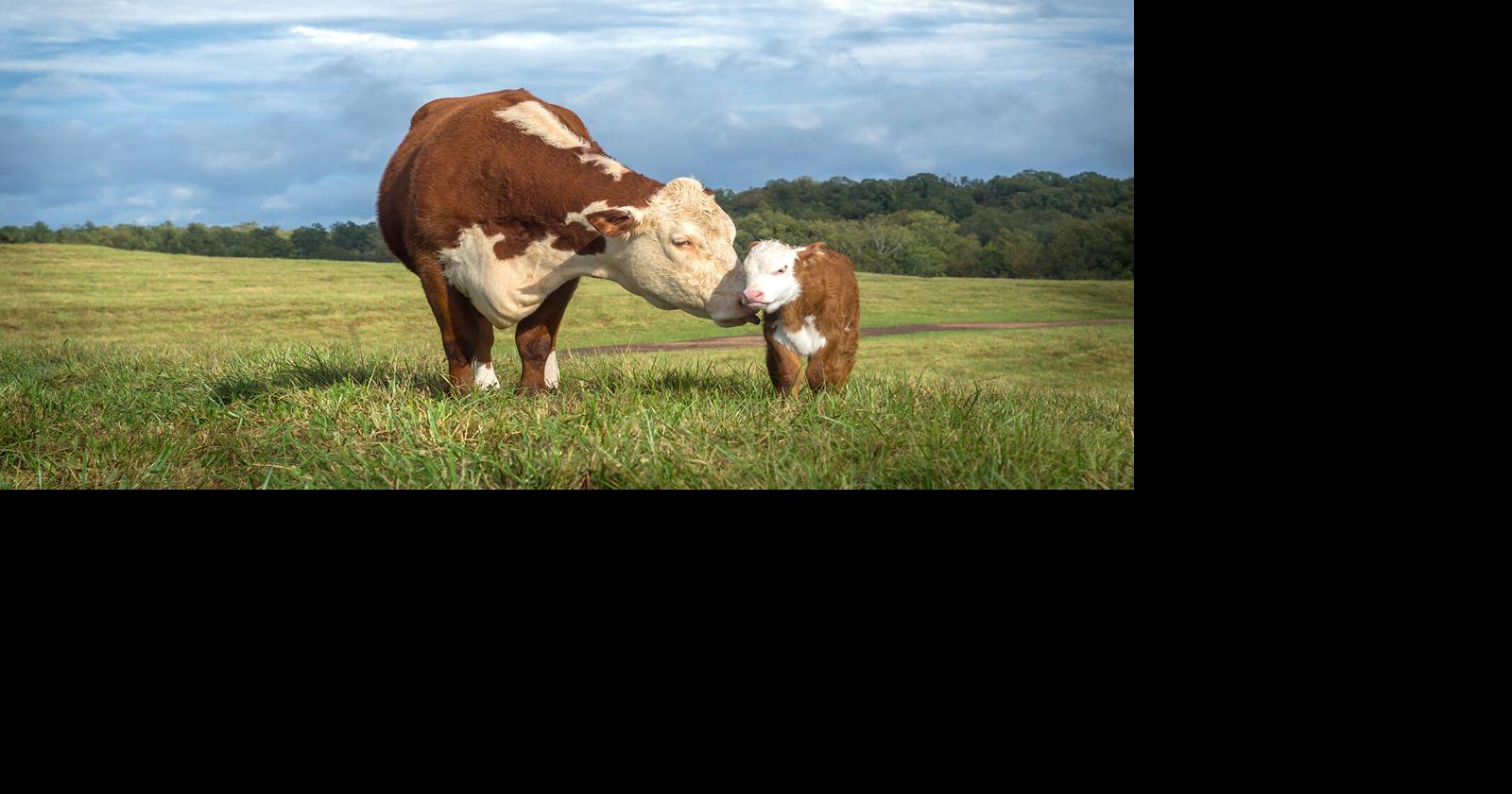 Geis: Causes And Treatment For Bovine Polio | Community | yankton.net