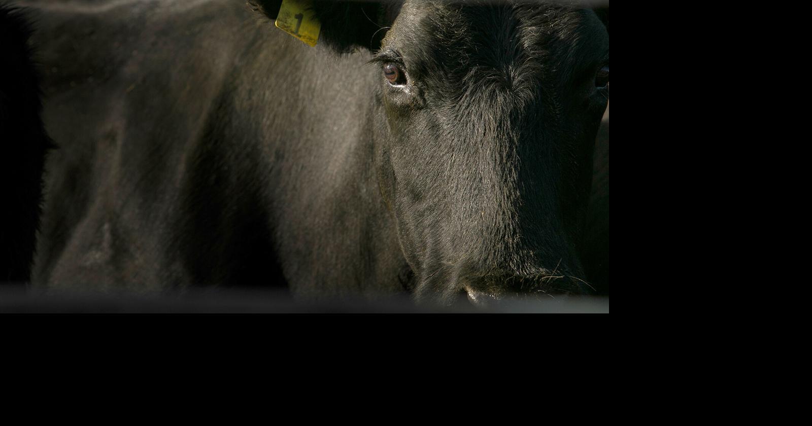 Causes And Treatment Of Polio In Cattle | Community | yankton.net