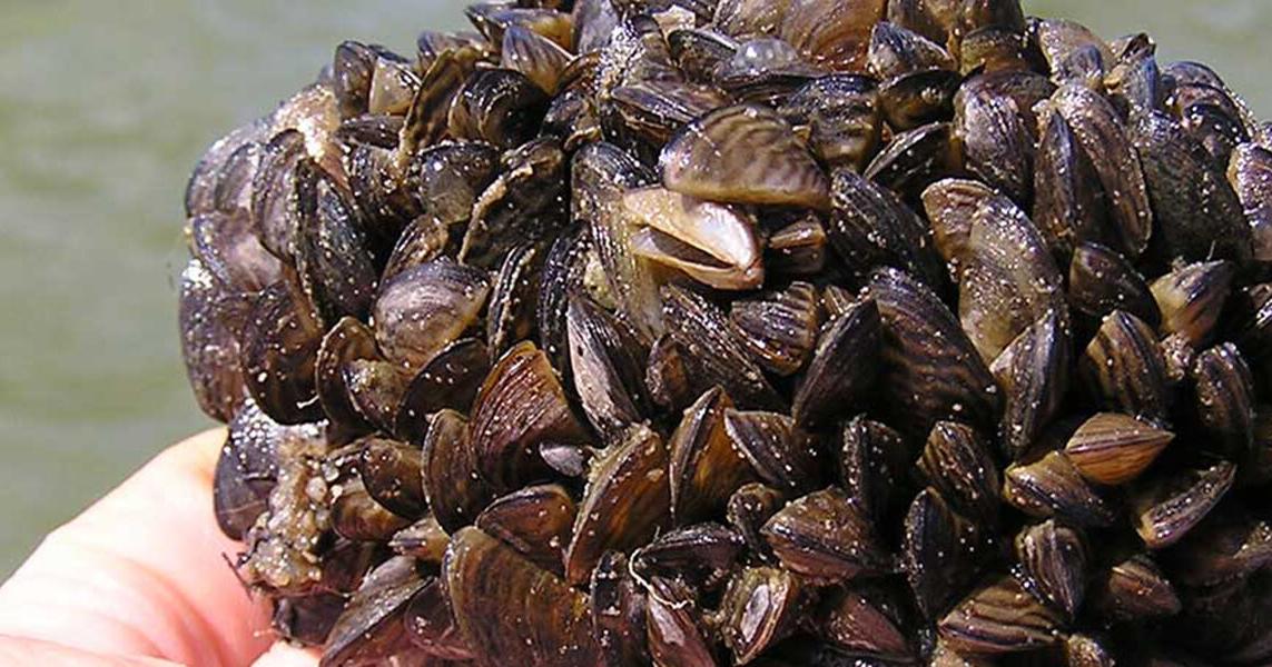 how to cook zebra mussels