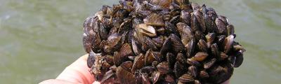 how to cook zebra mussels