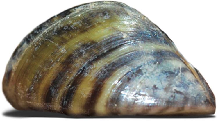 Zebra Mussel Issue Not Improving | Community | yankton.net
