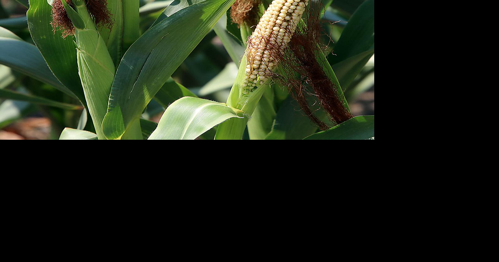 The Heat Is On For Area Crops | Community | yankton.net