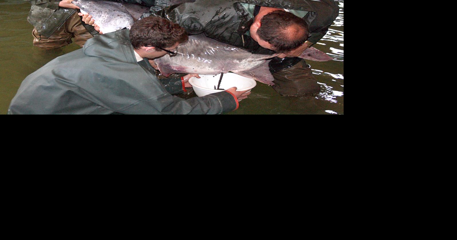 Hatchery Takes On The Task Of Spawning Their Largest Paddlefish ...