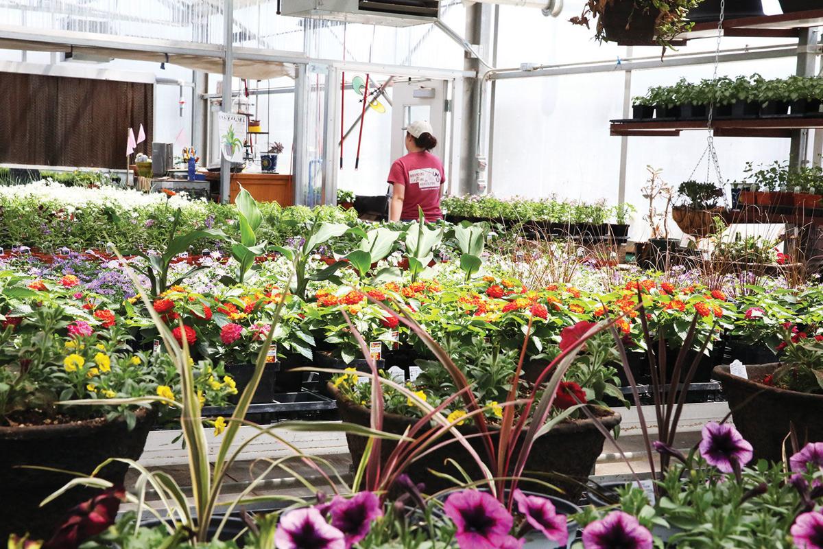 FFA plant sale goes digital | Local News | yorknewstimes.com