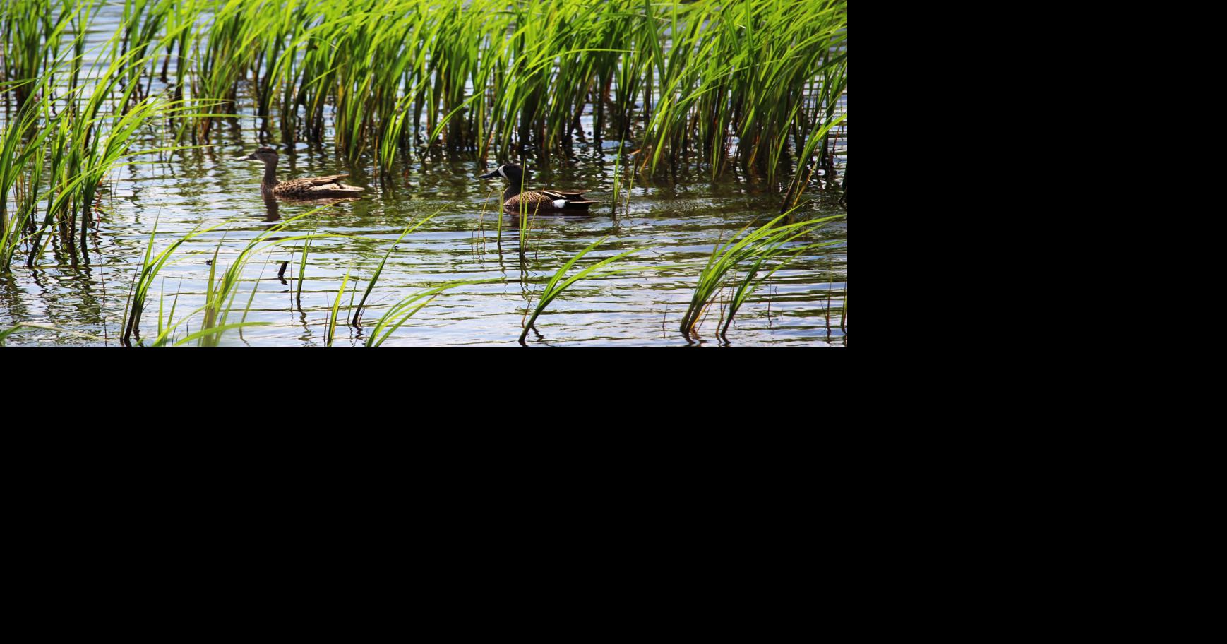Public wetland education area under development