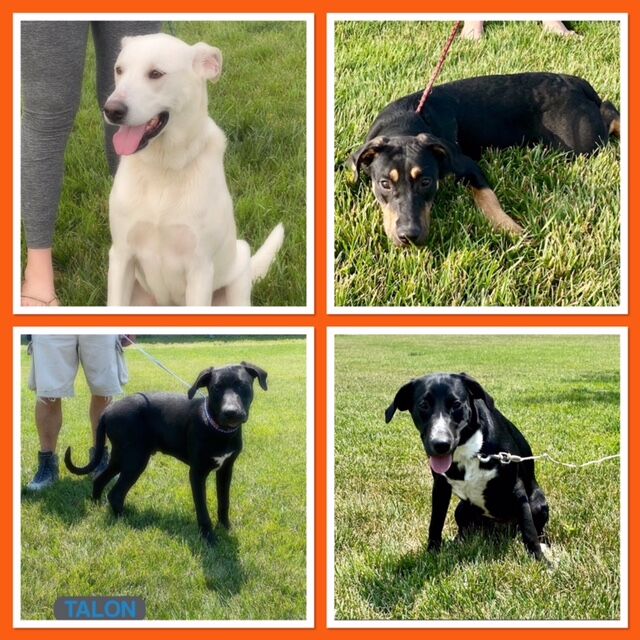 A Paws for Pets -- Animals being left behind after pandemic