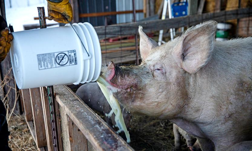 Whey beyond cheese: Sustainability boosts nutrition on & off the farm