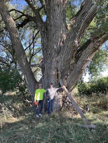 'An 8-person hugging tree': Nebraska now boasts largest cottonwood in ...
