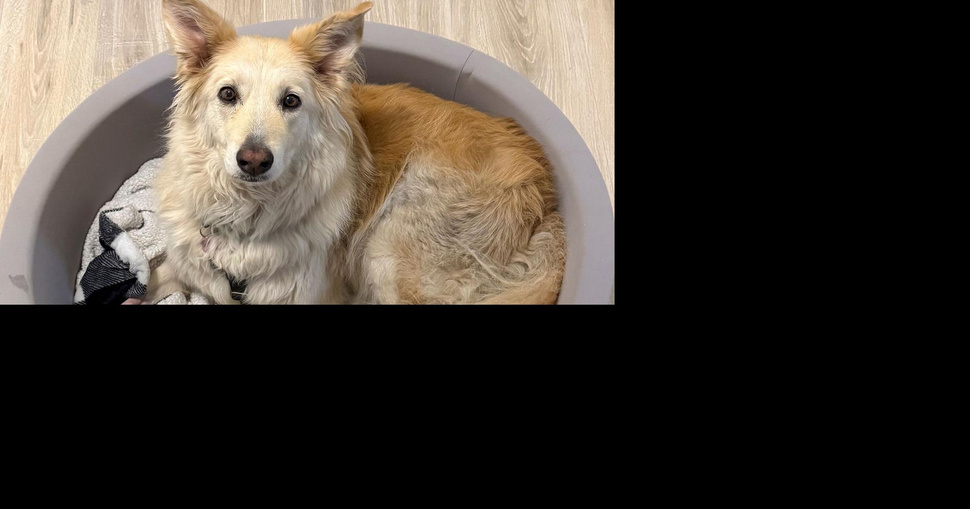 Rescuers use drone to find dog that escaped in New Jersey