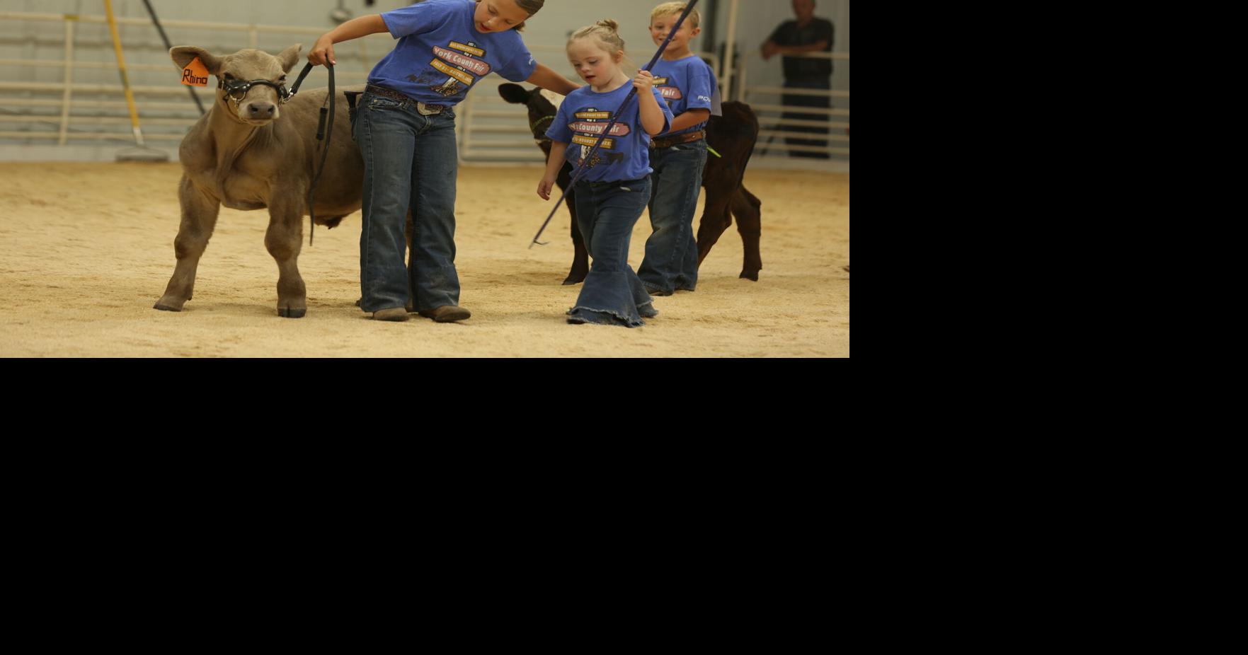 York 4-H cattle and rabbit show highlights youth dedication